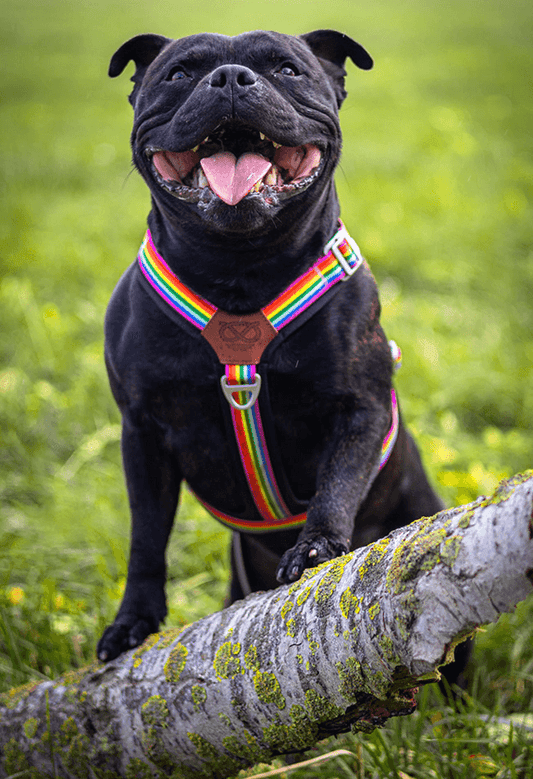 Staffordshire Bull Terrier 1935®