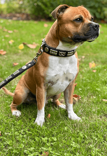 Staffordshire Bull Terrier 1935®