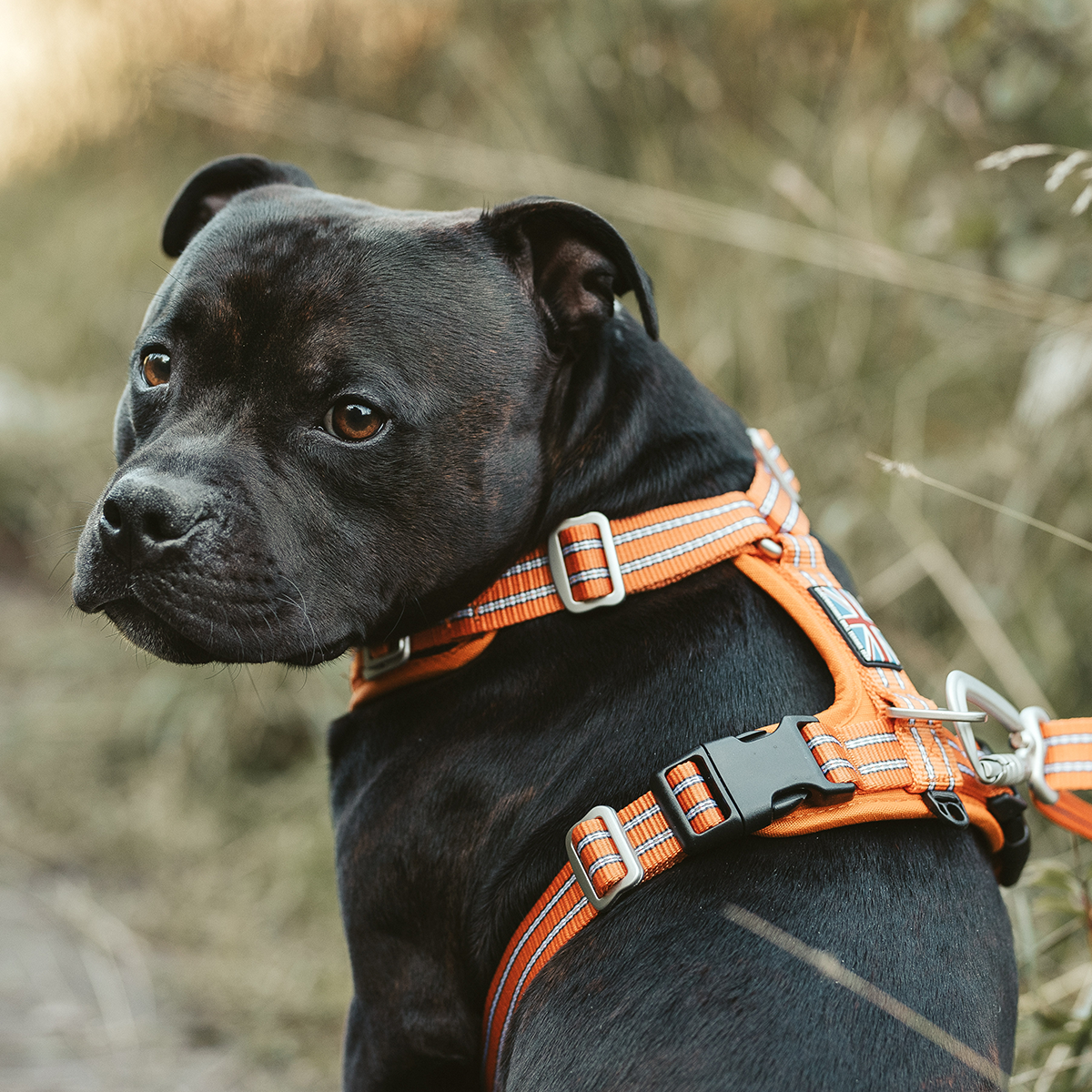 Staffordshire Bull Terrier 1935® Martingale Collar - Grey & Baby Pink