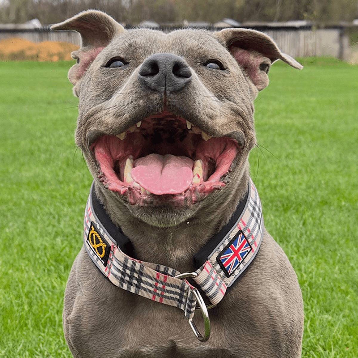 Staffordshire Bull Terrier 1935® Martingale Collar - Staffburry Beige