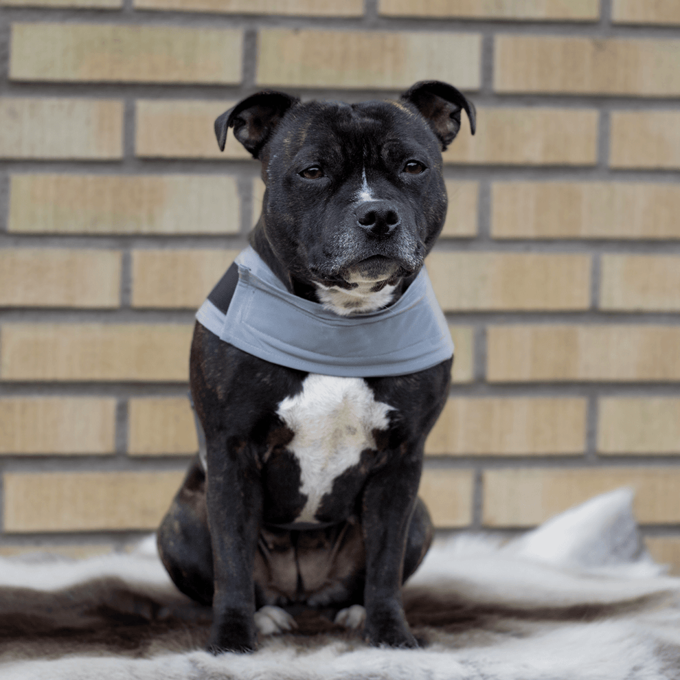 Staffordshire Bull Terrier Reflective Vest - Staffordshire Bull Terrier ...